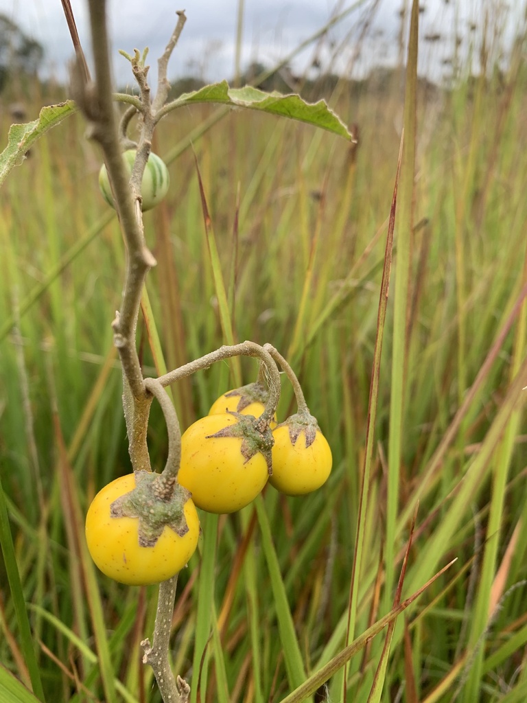 Life from Colbyn, Pretoria, GP, ZA on April 27, 2024 at 08:16 AM by ...