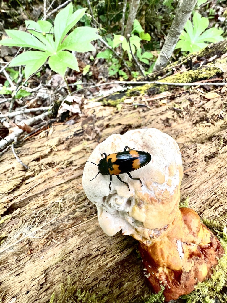 Pleasing Fungus Beetle from Great Smoky Mountains National Park ...