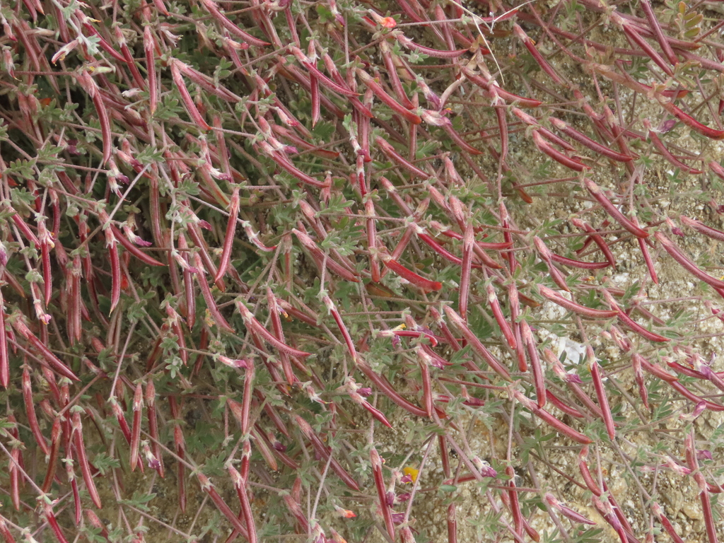 strigose lotus from Riverside County, CA, USA on April 26, 2024 at 08: ...