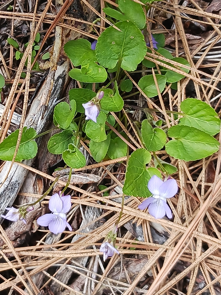 western dog violet from La Grande, OR 97850, USA on April 27, 2024 at ...