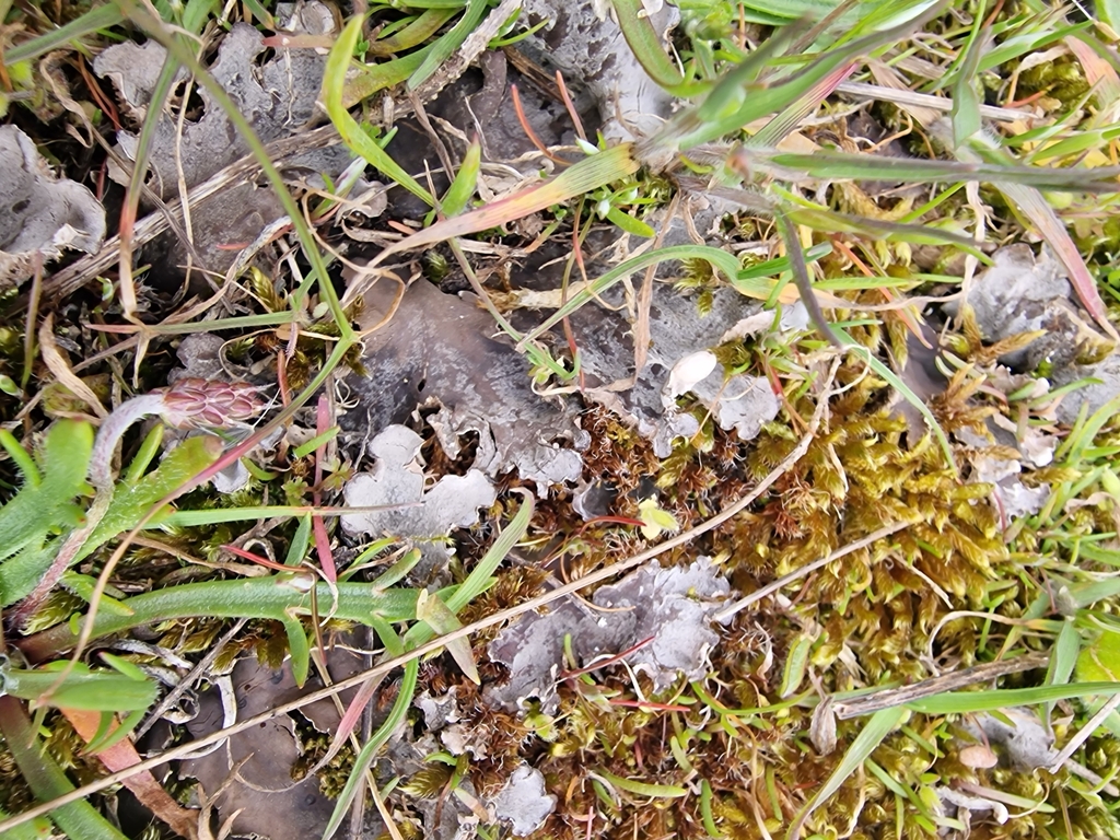 dog pelt lichen from Lancing BN15, UK on April 27, 2024 at 12:54 PM by ...