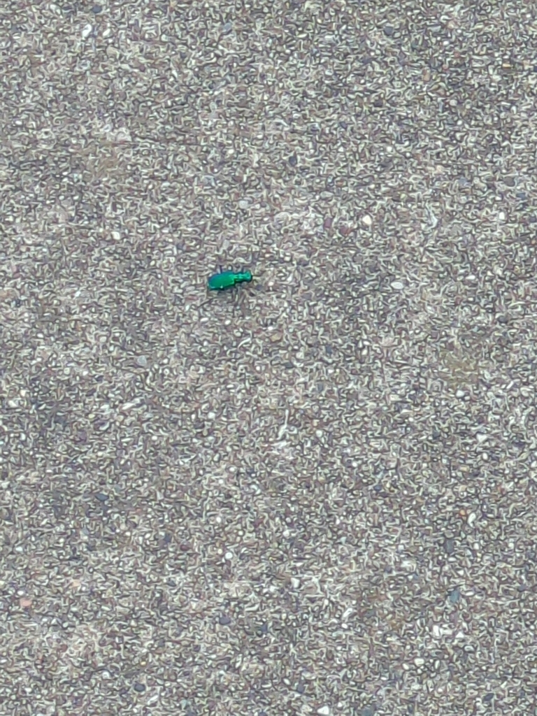 Six-spotted Tiger Beetle from Downers Grove, IL 60515, USA on April 27 ...