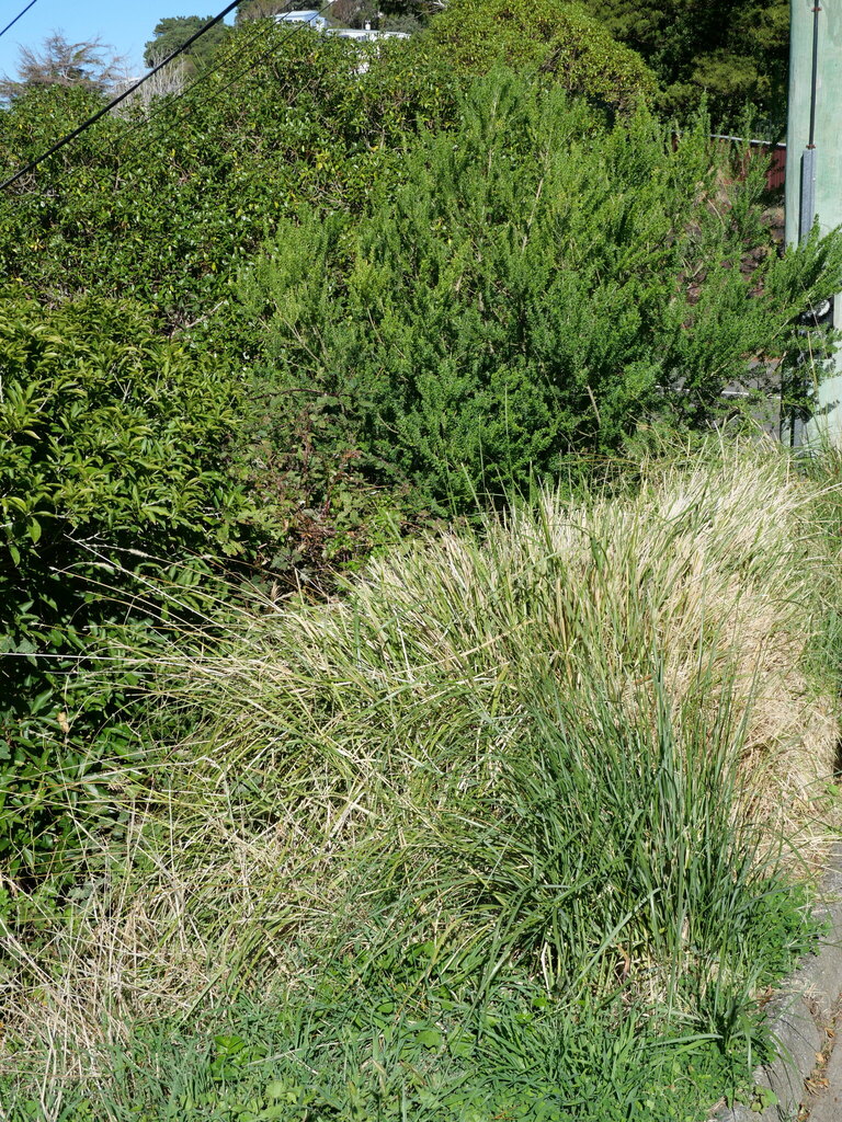 African Feather Grass from Seatoun, Wellington 6022, New Zealand on ...