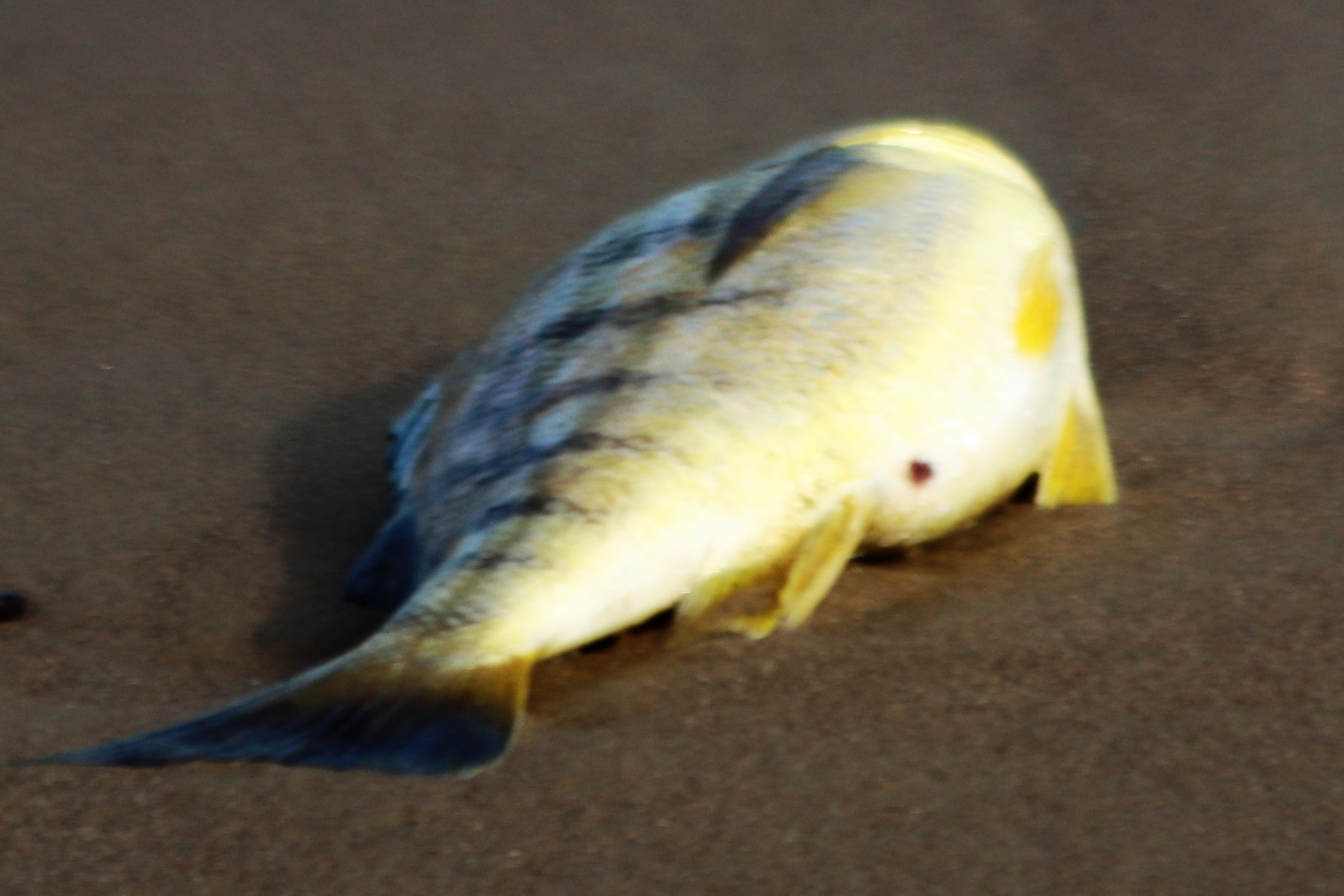 Conodon nobilis (Linnaeus, 1758)