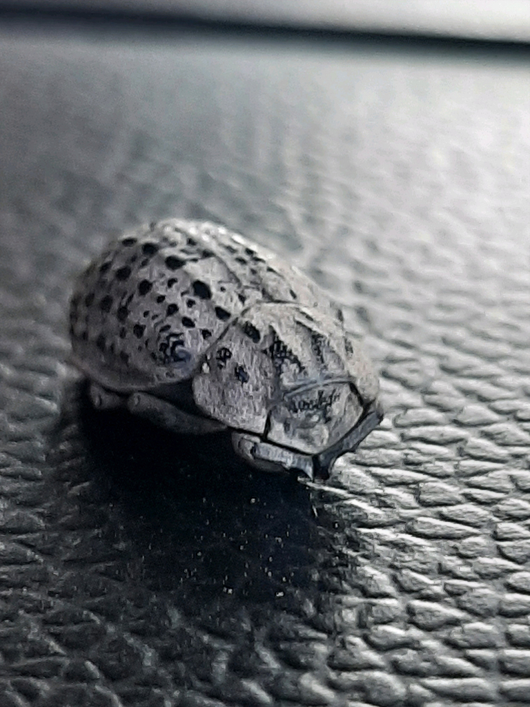 Omorgus punctatus from Otero County, CO, USA on April 25, 2024 at 06:45 ...