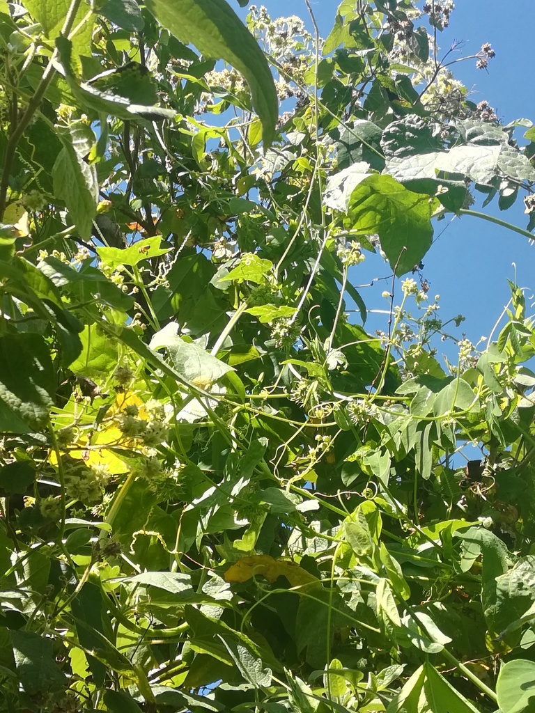 Sicyos microphyllus from C.U., Ciudad de México, CDMX, México on ...