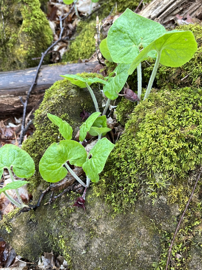 Canadian wild ginger from Lincoln, ON, CA on April 27, 2024 at 10:41 AM ...