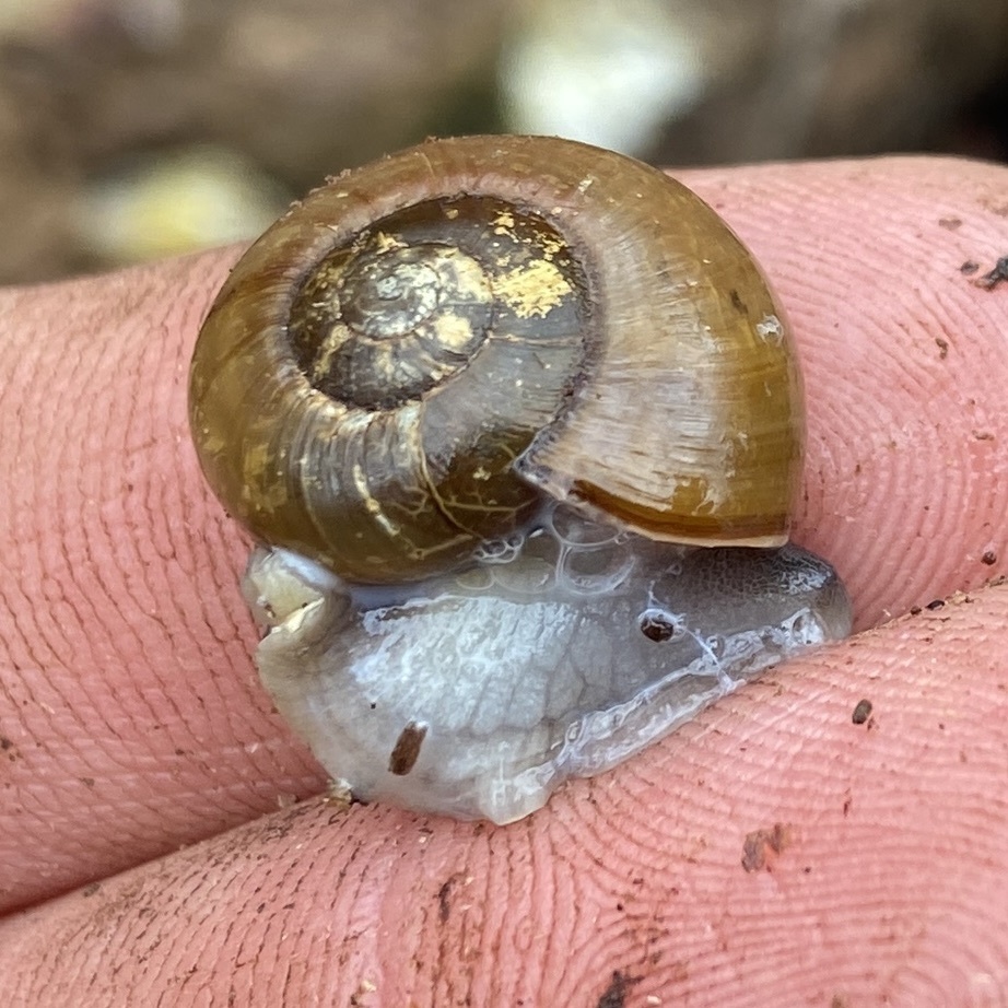 Copper Button Snail from Blandford-Blenheim, ON, CA on April 27, 2024 ...
