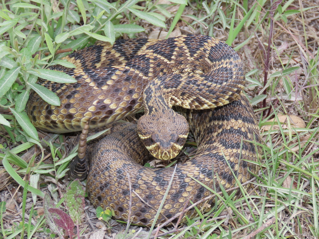 Eastern Diamondback Rattlesnake in April 2024 by Richard D Reams ...