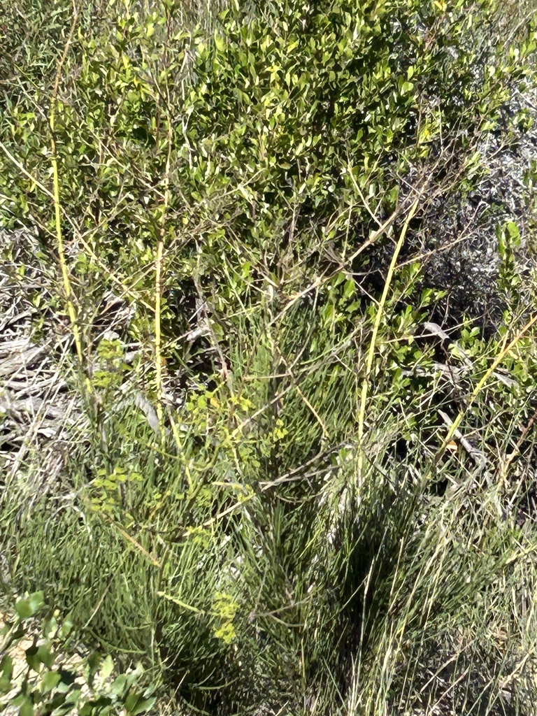 Common Finkel from Hessequa Rural, Riversdale, WC, ZA on April 27, 2024 ...