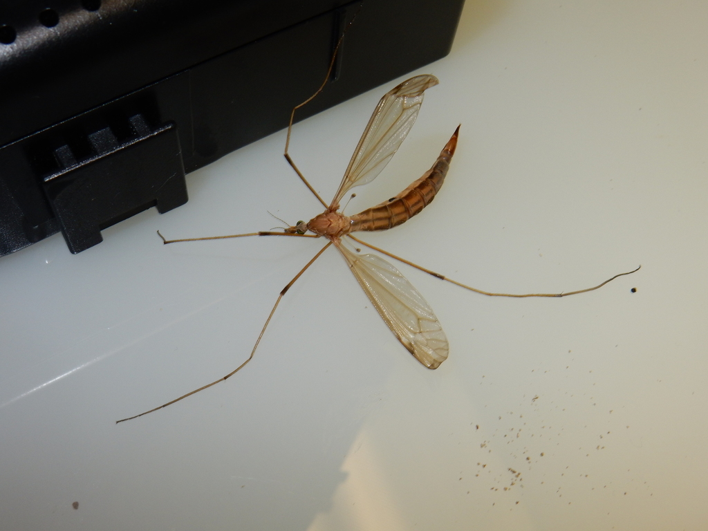 Large Crane Flies from Sevier County, Great Smoky Mountains National ...