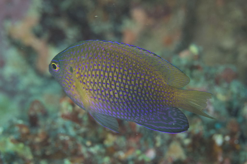 Princess Damsel (Pomacentrus vaiuli) - Marine Life Identification