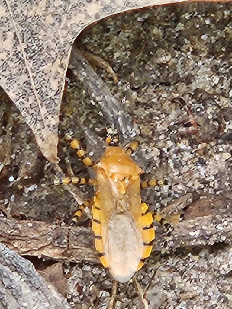 Orange Assassin Bug from Keystone at the Crossing, Indianapolis, IN ...