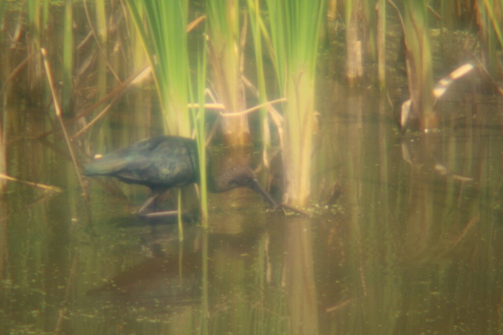 Glossy Ibis from Georgetown County, SC, USA on April 27, 2024 at 04:37 ...