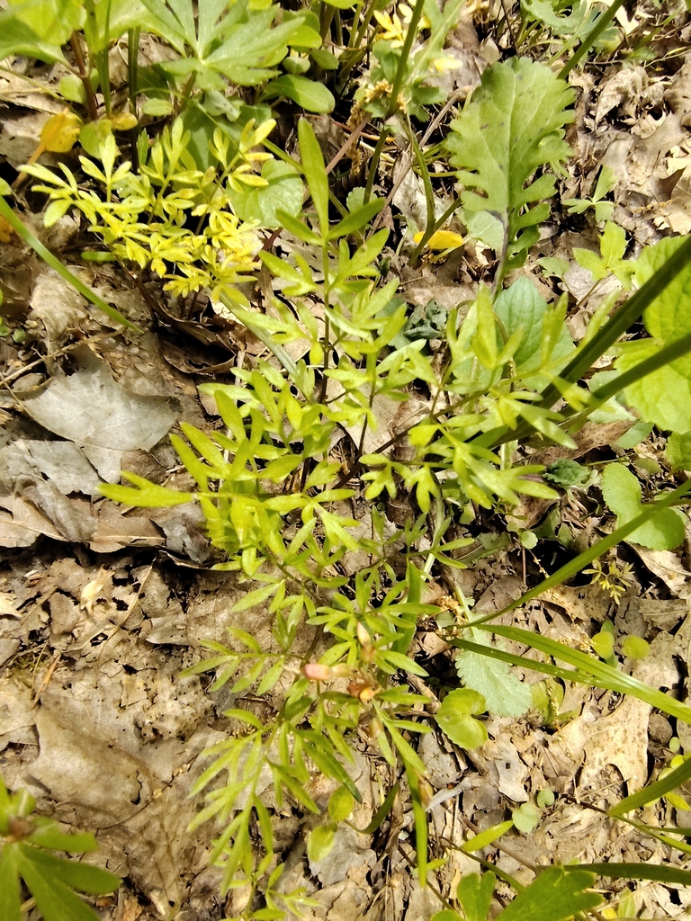 harbinger of spring from Jefferson County, US-KY, US on April 27, 2024 ...