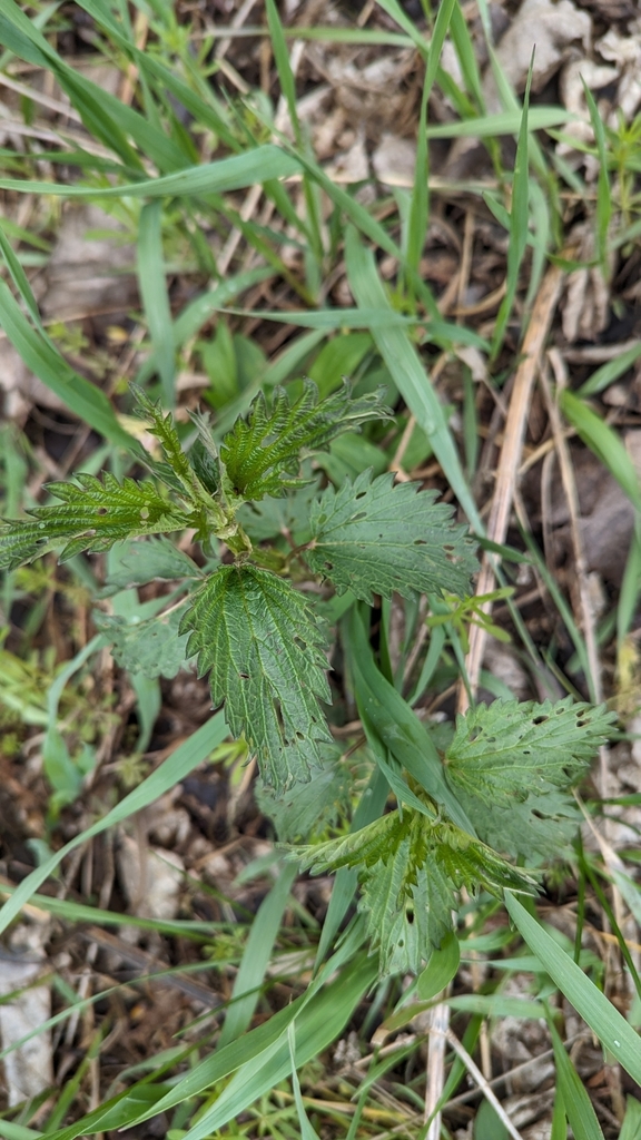 slender stinging nettle from San Francisco Township, MN, USA on April ...