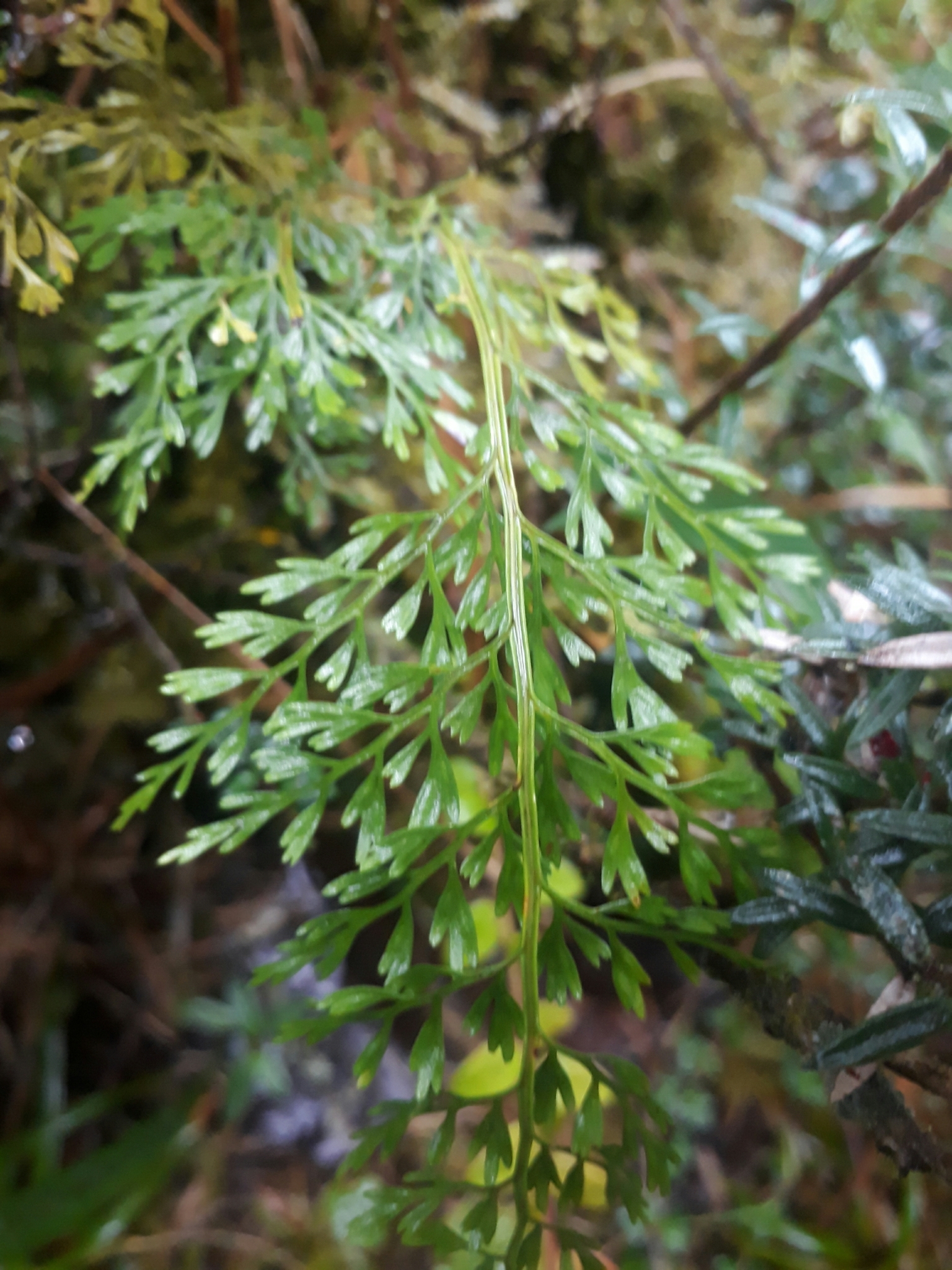 Asplenium fragrans Sw.