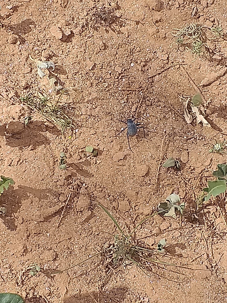 Darkling Beetles from Chtouka Ait Baha Province, Morocco on March 24 ...