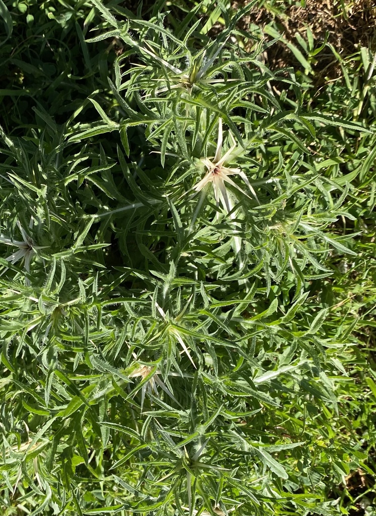 purple star-thistle from Martinez, CA, US on April 27, 2024 at 10:40 AM ...