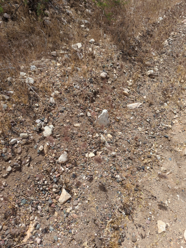 Red Brome from Waddell, AZ 85355, USA on April 27, 2024 at 01:23 PM by ...