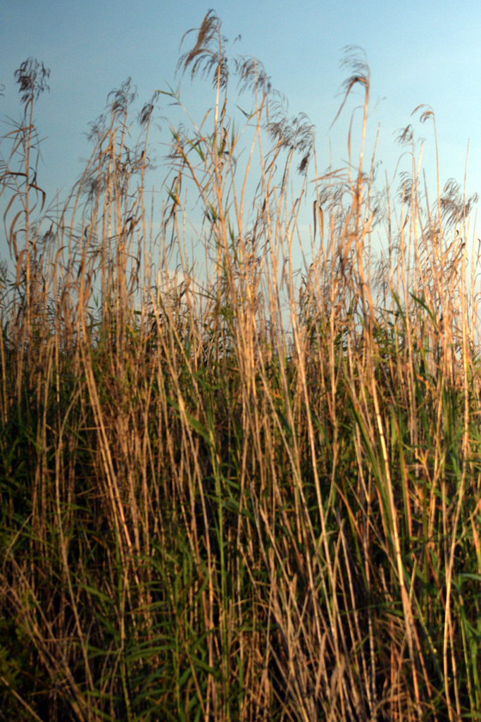 common reed from Miami-Dade County, FL, USA on April 27, 2024 at 06:42 ...