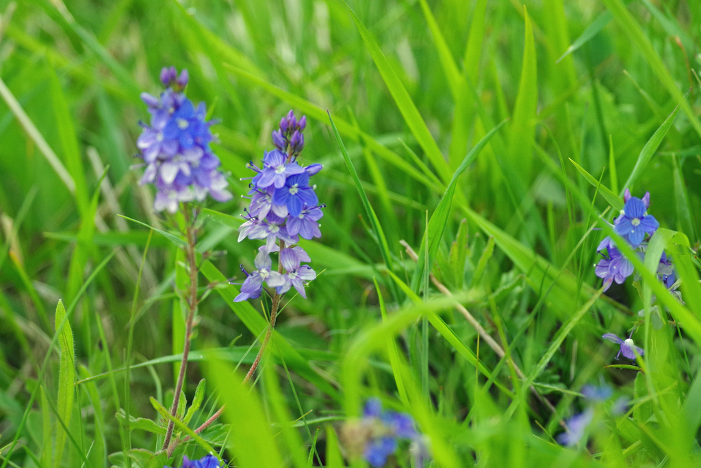 speedwells from Ouvrouer-les-Champs, France on April 24, 2024 at 06:12 ...