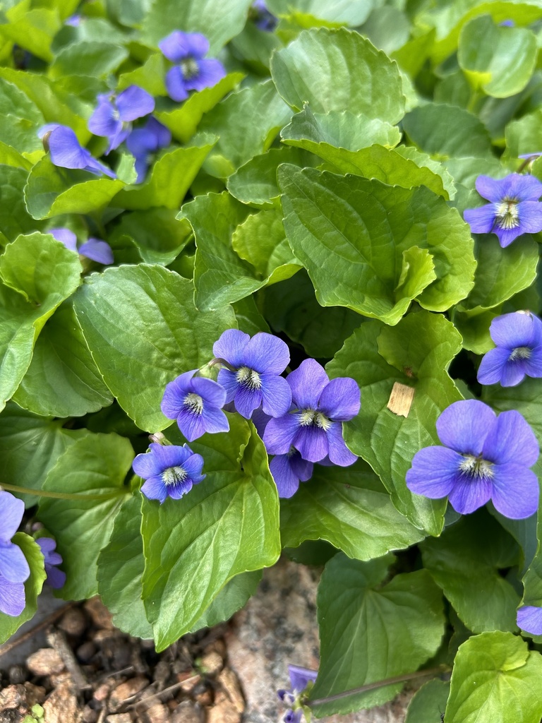 common blue violet from Hawthorn Glen Outdoor Education Center ...