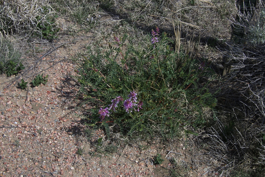 Two-grooved Milkvetch from Pueblo West, CO, USA on April 26, 2024 at 10 ...