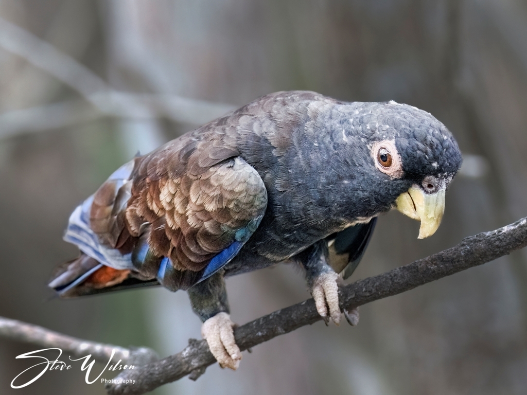 Bronze-winged Parrot in April 2024 by yukonsteve · iNaturalist