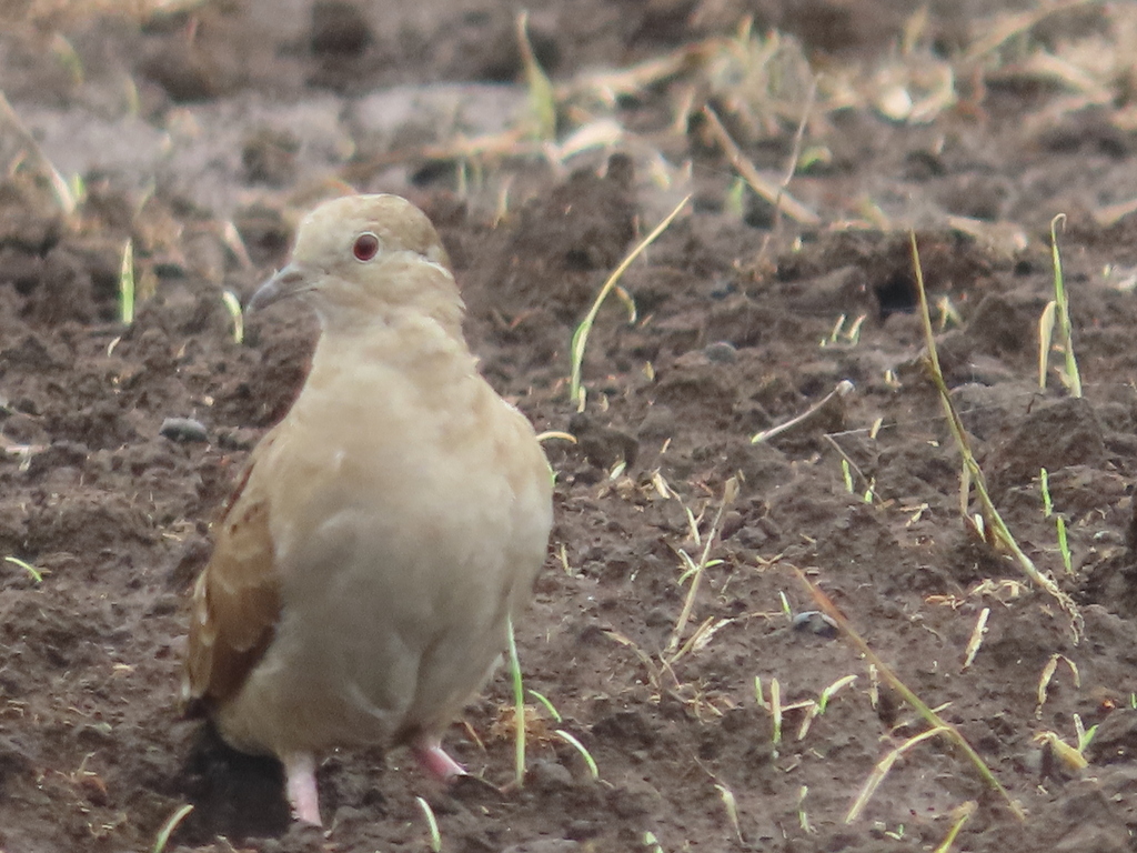 Plain-breasted Ground Dove from Guarumal, Provincia de Chiriquí, Panamá ...