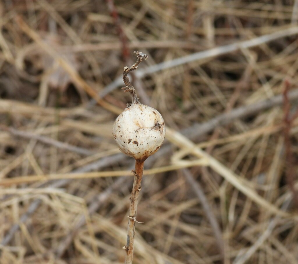Winged and Once-winged Insects from Southwest Calgary, Calgary, AB ...