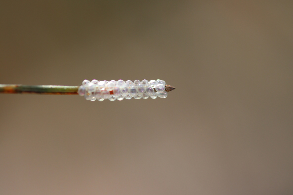 Insects from Sydney NSW, Australia on August 22, 2021 at 11:58 AM by ...
