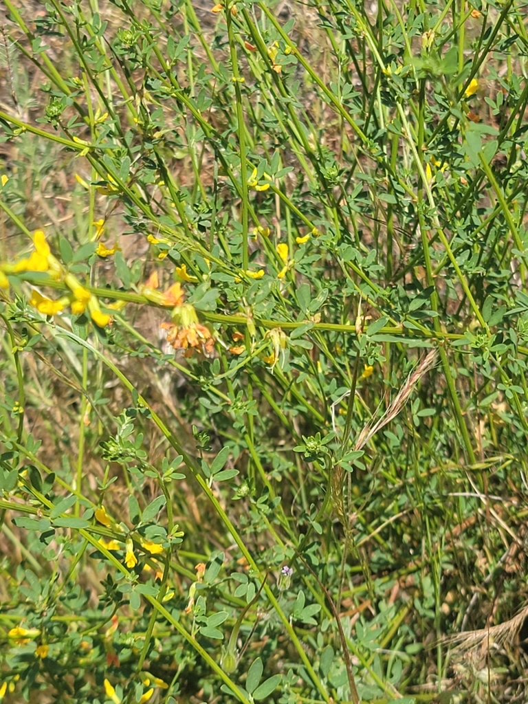 deerweed from Rancho Bernardo, San Diego, CA, USA on April 27, 2024 at ...