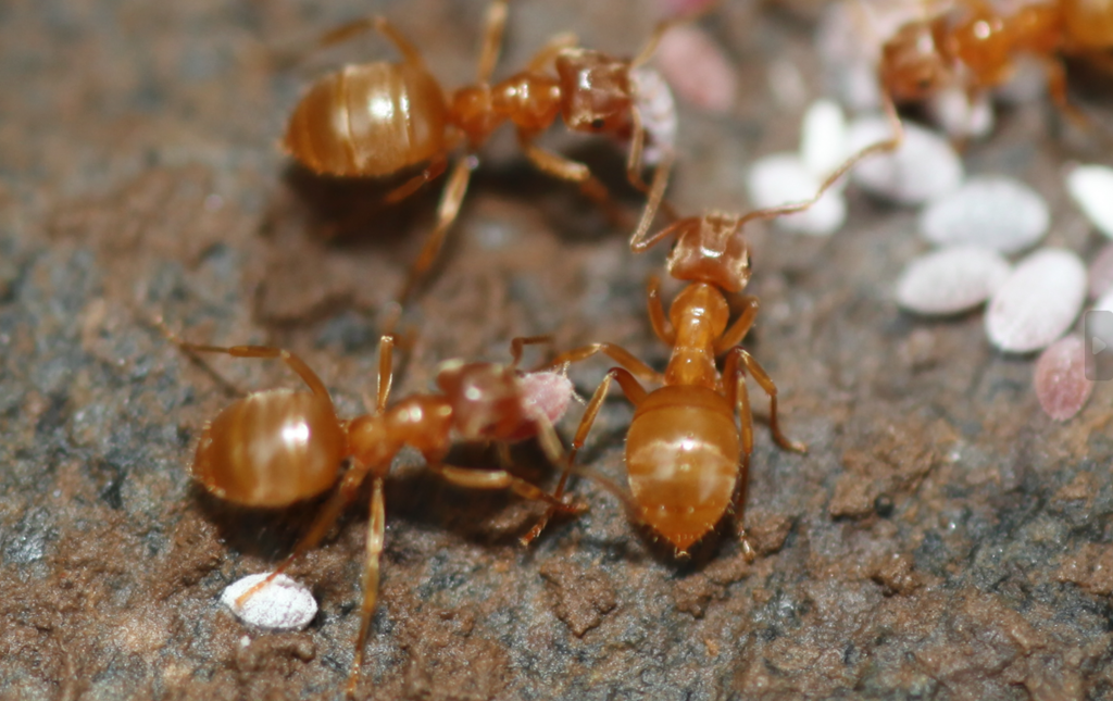 Shaded Fuzzy Ant from 19700 Helix Dr, Ashburn, VA 20147, USA by ...