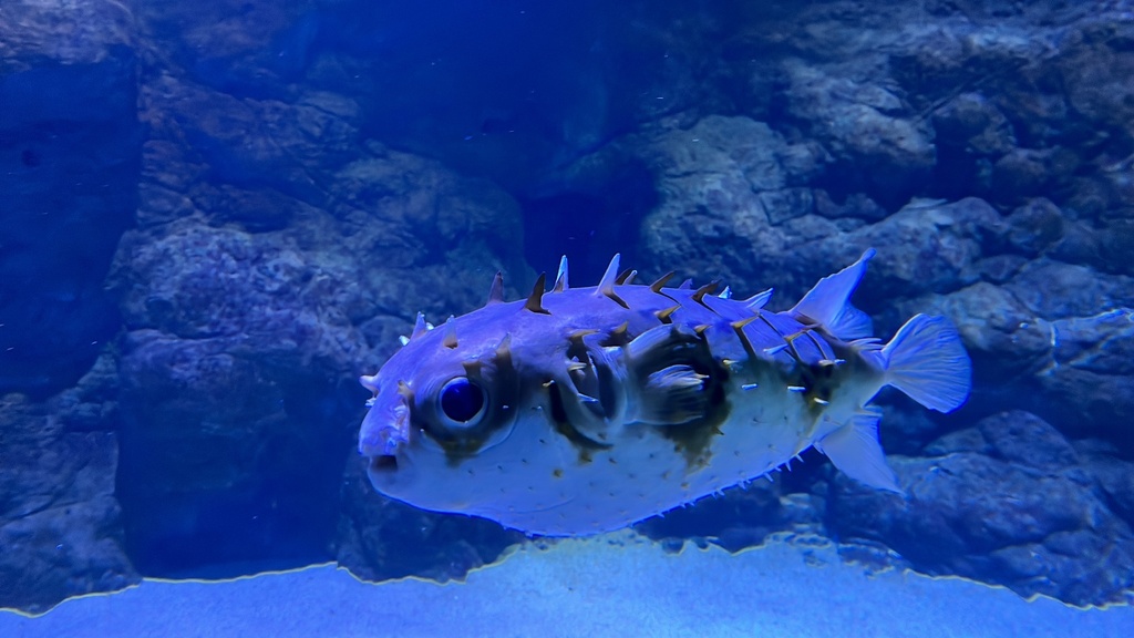 Deepwater Burrfish from Hauraki Gulf/Tīkapa Moana, Orakei Ward, 奥克兰, NZ ...