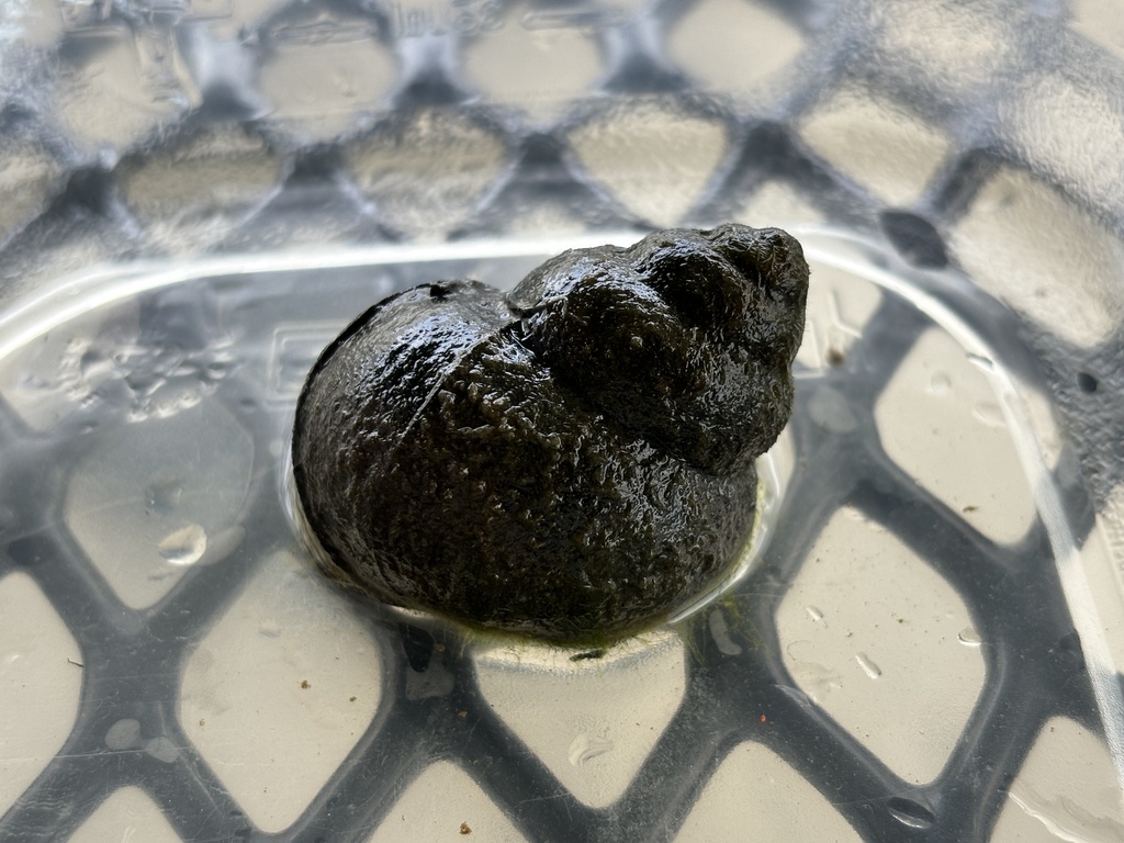 Chinese Mystery Snail in April 2024 by dbugs · iNaturalist