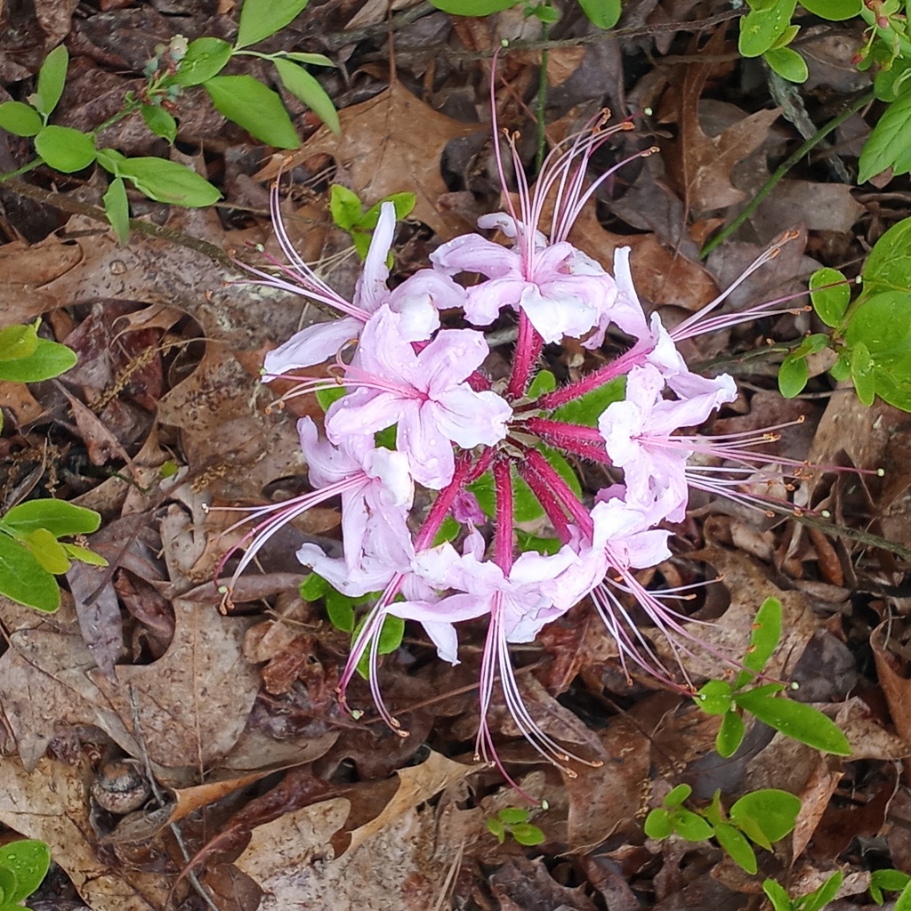 Coastal Azalea From Dorchester County MD USA On April 27 2024 At 03 coastal-azalea-from-dorchester-county-md-usa-on-april-27-2024-at-03