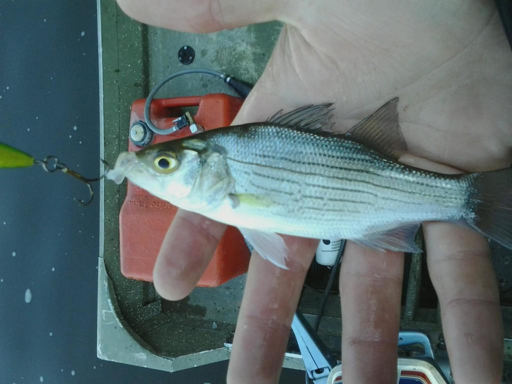 White Bass from Winona, MN 55987, USA on 15 September, 2012 by ...