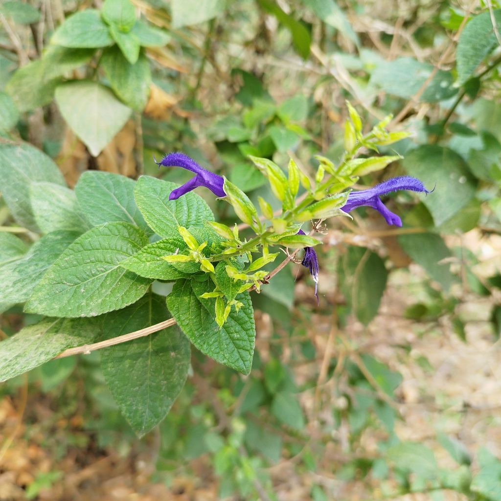 Mexican Sage from Atlixco, Pue., México on April 26, 2024 at 09:30 AM ...