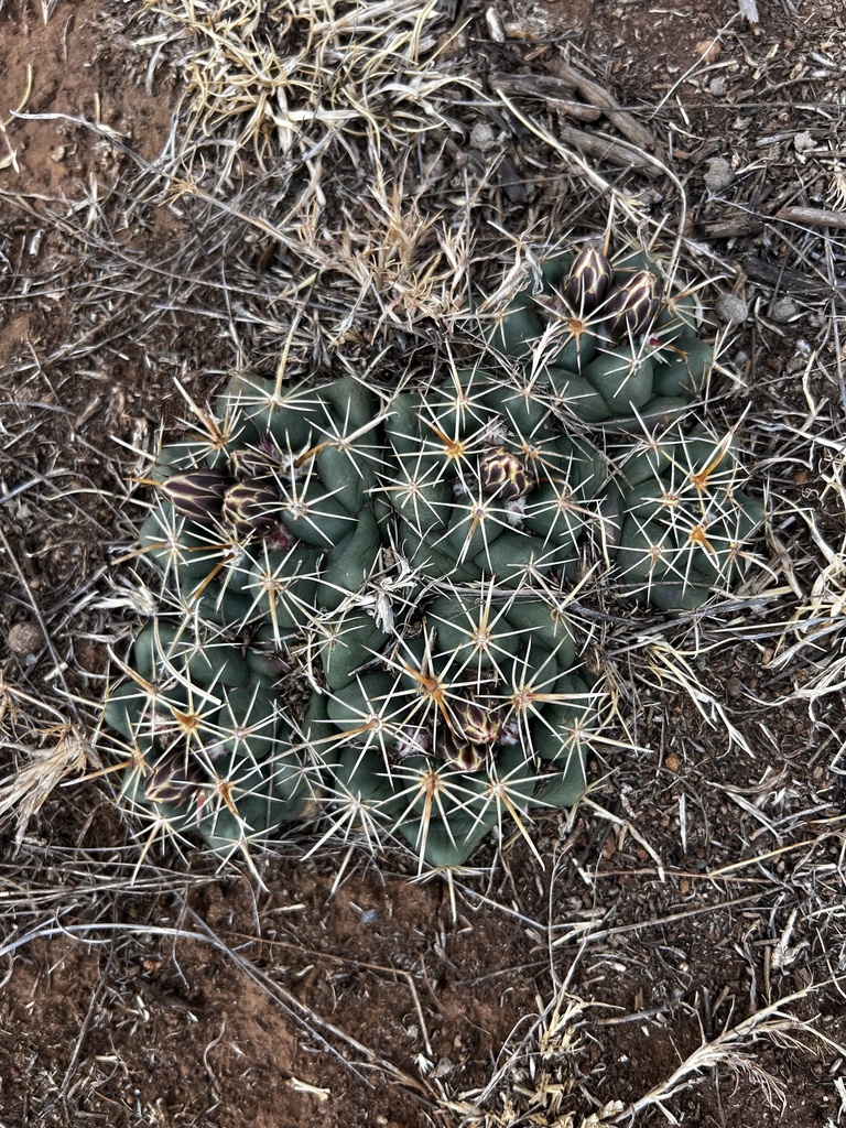 Coryphantha ottonis from Soyaniquilpan, Edo. Méx., MX on April 27, 2024 ...