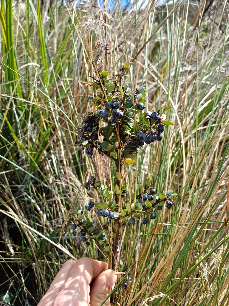 Andean blueberry from Tulcán, EC-CR, EC on April 26, 2024 at 02:41 PM ...