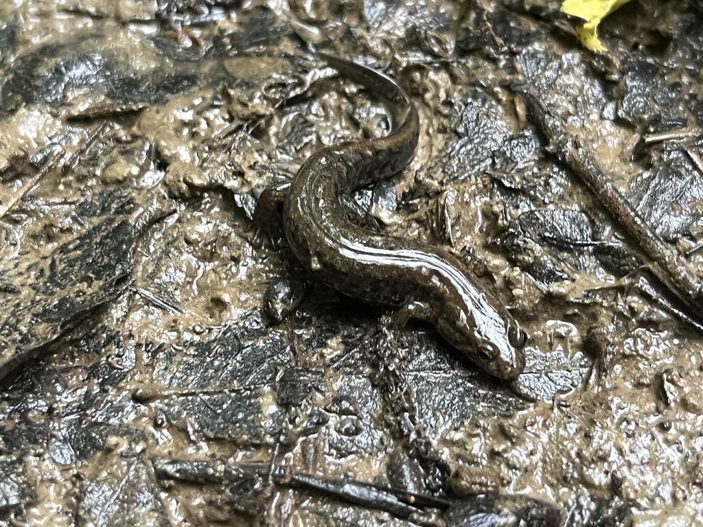 Wolf Dusky Salamander in April 2024 by Matthew. Lifer · iNaturalist