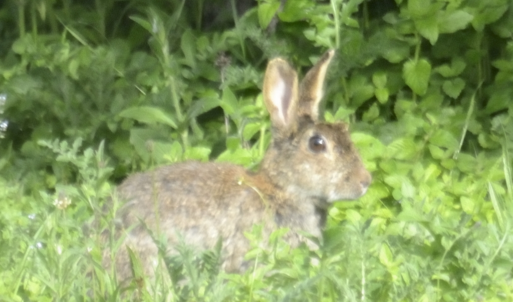 European Rabbit from everthorpe on June 15, 2013 by Mike Shooter. Size ...
