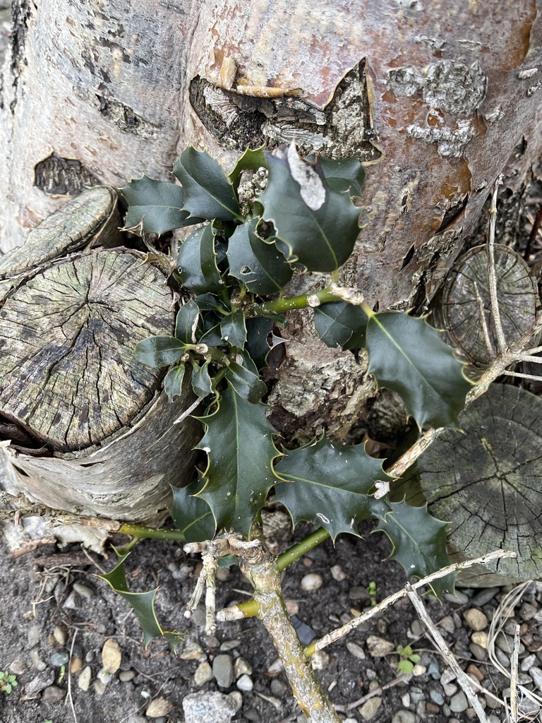 European holly from Eldonian Way, Liverpool, England, GB on April 27 ...