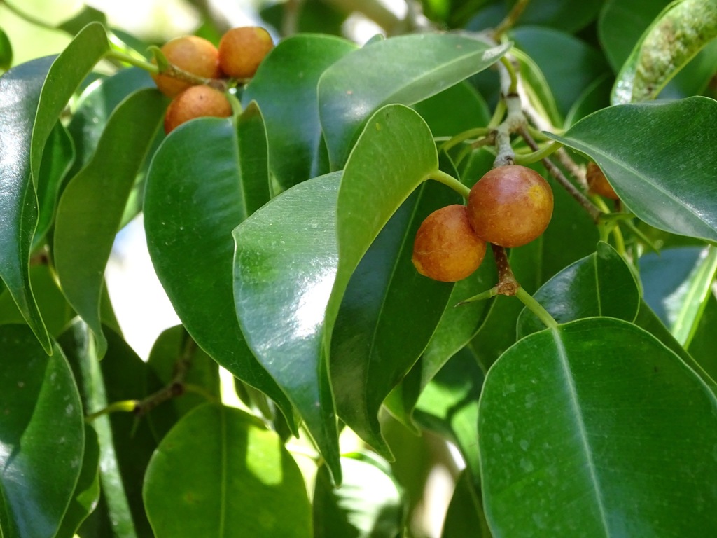 Figs from Umán, Yuc., México on April 20, 2019 at 01:44 PM by ...