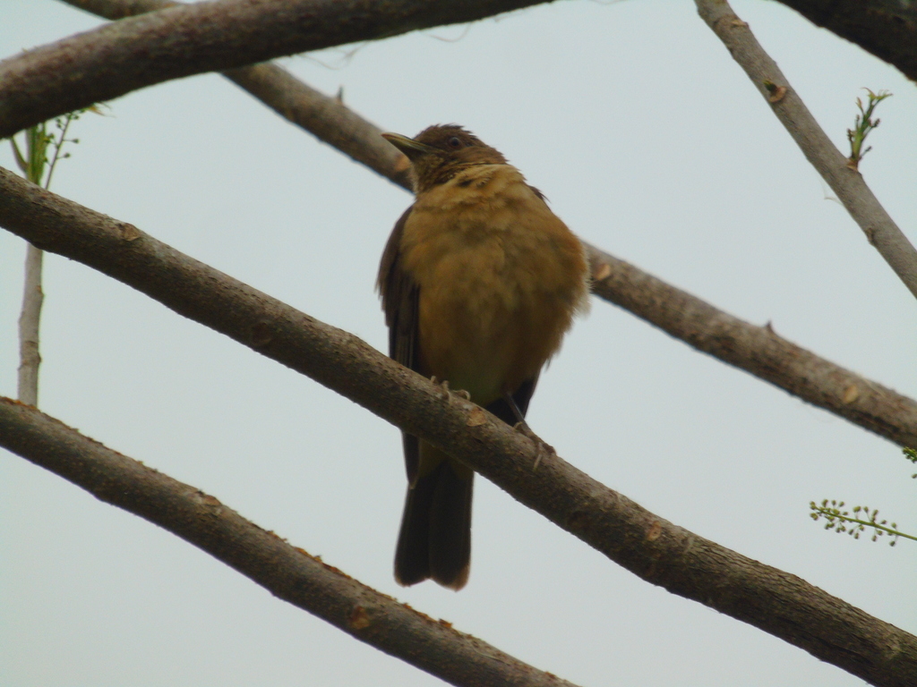 Clay-colored Thrush from El Piñal, S.L.P., México on April 29, 2019 at ...