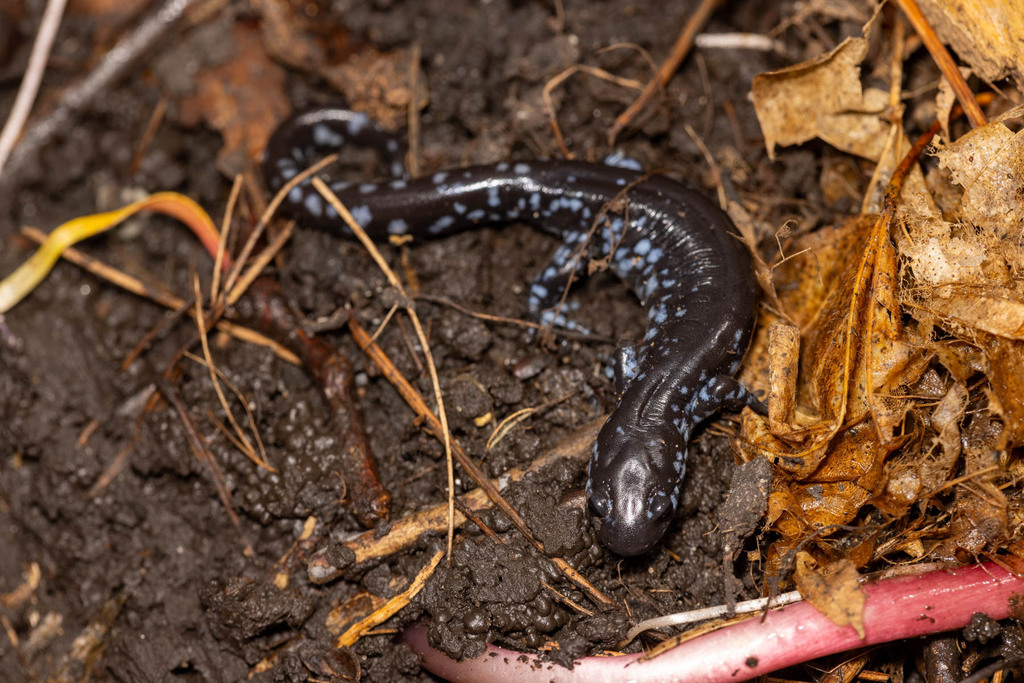 Blue-spotted Salamander from Muskego, WI, USA on April 27, 2024 at 11: ...