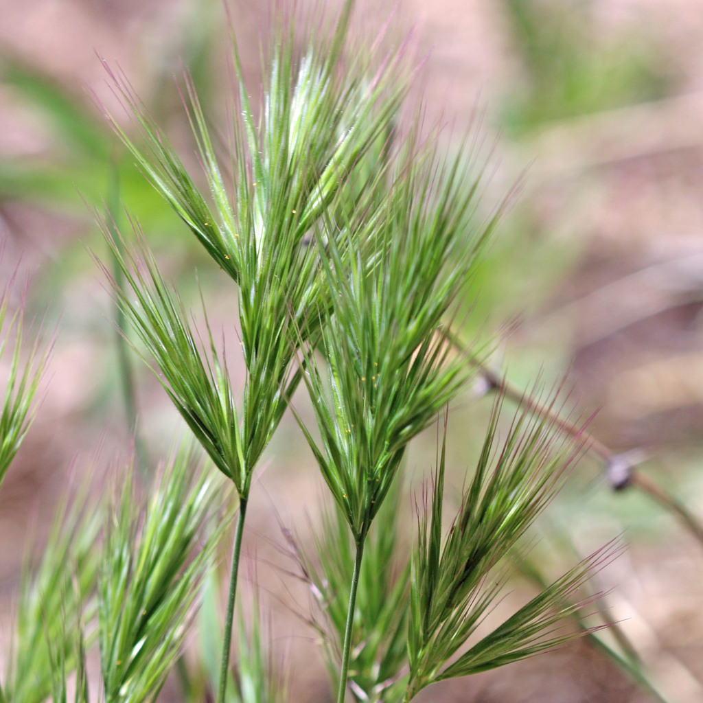 Red Brome from Pima County, AZ, USA on April 26, 2024 at 02:31 PM by ...