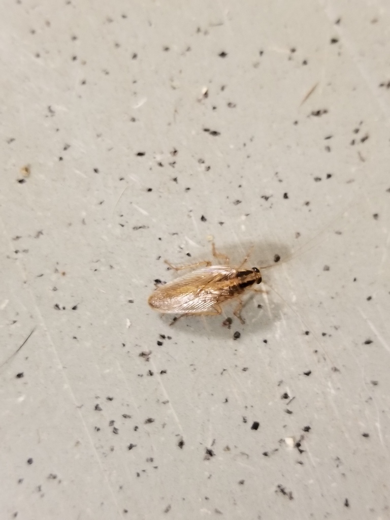 German Cockroach from Harris, Texas, United States on April 27, 2019 by ...