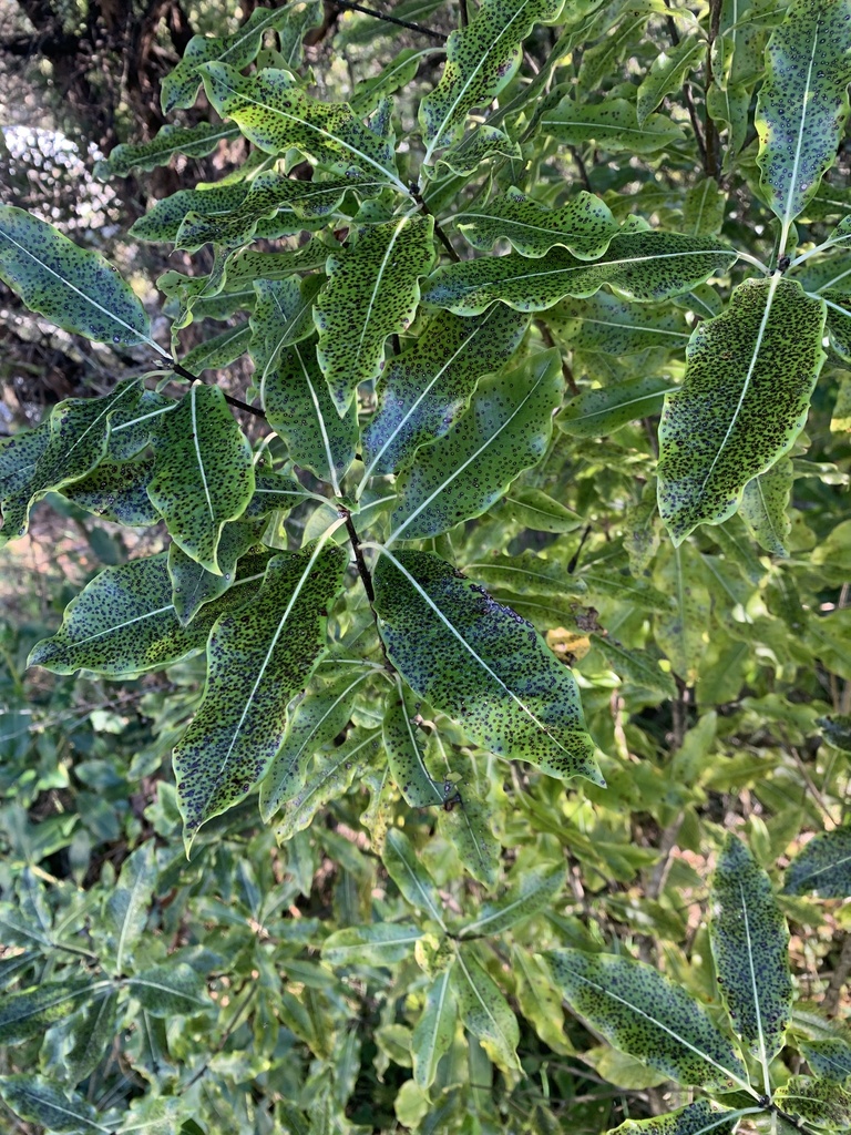 tarata from Hutt city, NZ-WG, NZ on April 28, 2024 at 10:54 AM by ...